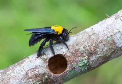 Effective Carpenter Bee Control for Lasting Protection